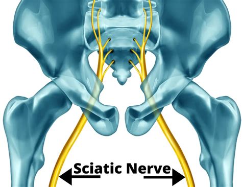 The Authoritative Guide To Dry Needling Facts And Physio