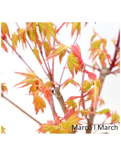 Luso Bonsai Acer Palmatum Spp 35 Year Bonsai