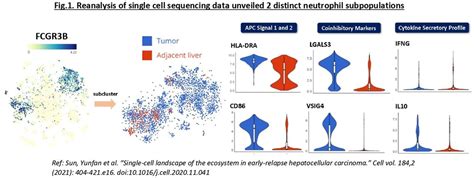 Iddf2022 Abs 0245 The Tumor Promoting Role Of Novel Cd66b Hla Dr