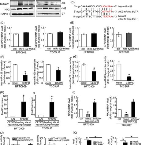 Overexpression Of Ccaatenhancer‐binding Protein Delta Cebpd Confers