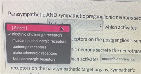 Solved Parasympathetic And Sympathetic Preganglionic Neurons