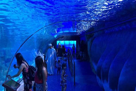 2023 Dubai Aquarium And Underwater Zoo Explorer