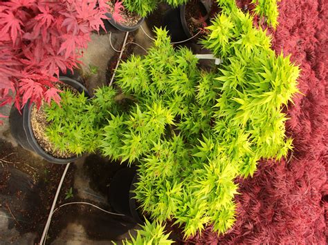 Acer Palmatum Mikawa Yatsubusa Specimen 2204 In 2022 Acer Palmatum
