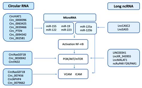 Scheme Of The Circrna Lncrna Mirna Involved In The Regulation Of Nf κb