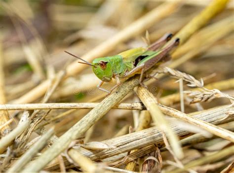 Green Grasshopper On The Grass Stock Image Image Of Grasshopper