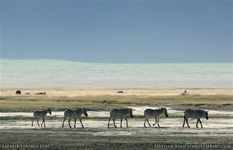 TOURISM IN TANZANIA Ngorongoro PhotosEMARAS