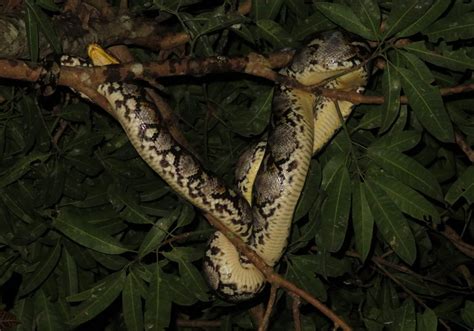 Reticulated Python Malayopython Reticulatus Bali Wildlife
