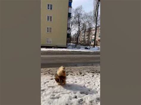 Шпиц-Акробат #аэробика #кабель #собака - YouTube