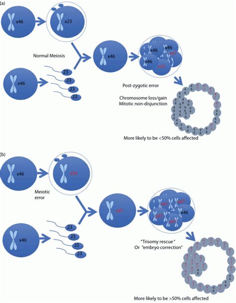 Transfer Of Mosaic Embryos Origin And Frequency Of Chromosomal Mosaicism