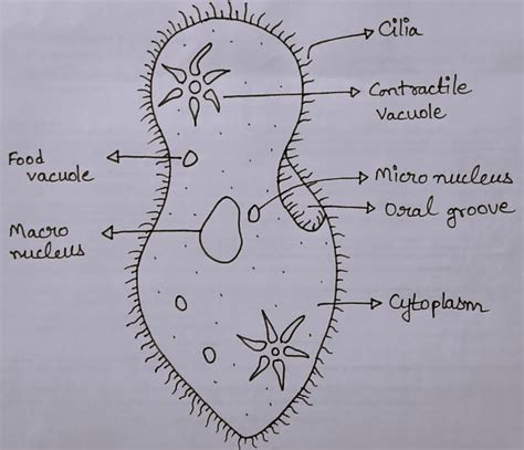 Labeled Diagram Of Paramecium The Structure Of Paramecium Ce