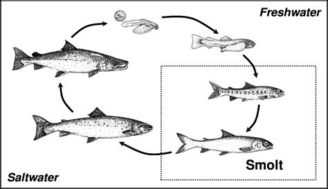 Atlantic Salmon Smolt
