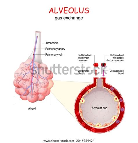 Alveolus Gas Exchange Closeup Alveolar Sac Stock Vector Royalty Free