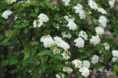 中华绣线菊Spiraea chinensis 花卉图片网