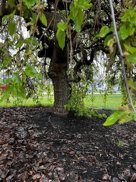 Identify Tree Rplantidentification