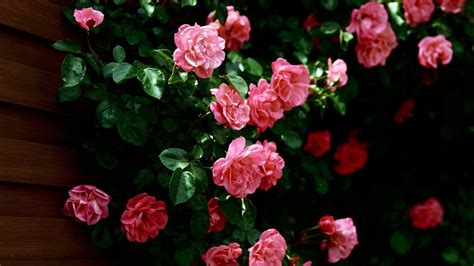Rose Flower Wallpapers Hd Wallpaper Cave