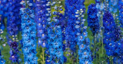 Are Delphiniums Larkspur Poisonous Risks And Benefits Of A Beautiful