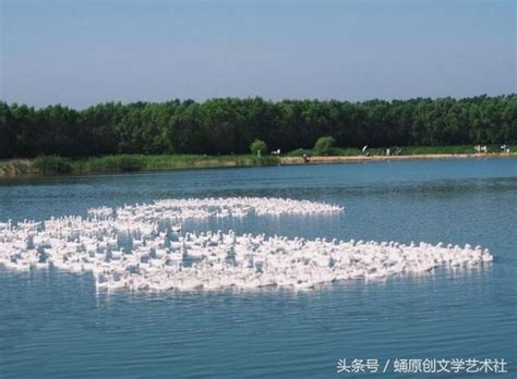 原創詩詞 行香子游琵琶島 每日頭條