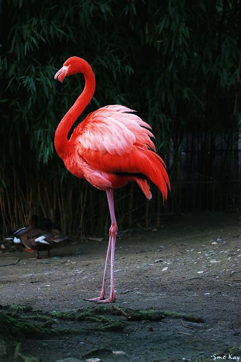 #red #flamingo #photography #nature #petsandanimals #animals #zoo #cute ...