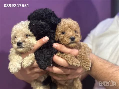 Пудел той в Пудели в гр София Id49546173 Bazarbg