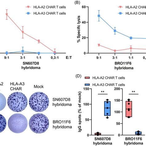 Specific Lysis Of Hla‐specific Hybridoma Cells After Incubation With