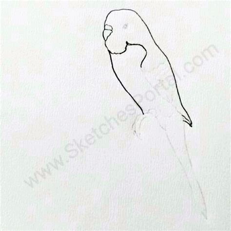 How To Draw A Budgie Step By Step This Step By Step Female Head And Face Drawing Tutorial