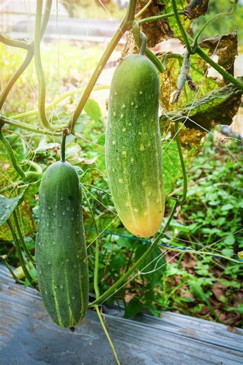 Fresh Green Cucumber Growing On Plant Vine Tree On Organic Vegetable