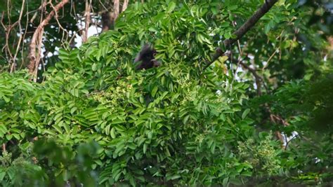 Phayres Langur Trachypithecus Phayrei Thailand Stock Footage Video