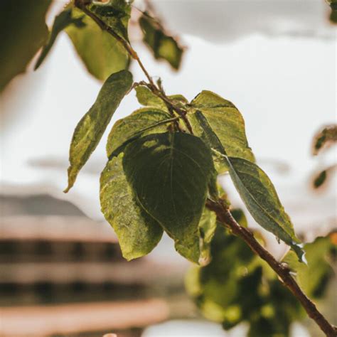 Tree Of Life Seattle A Guide To Seattle S Iconic Natural Wonder TooLacks