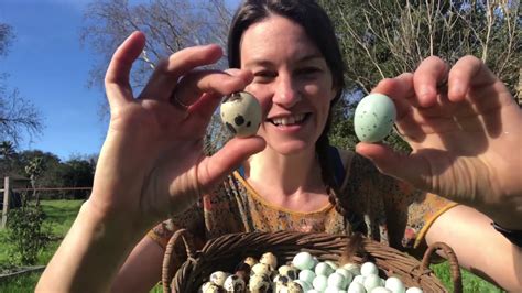 Tips On Getting Started Raising Quail Part 1 Youtube