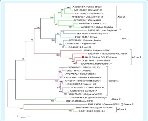 maximum likelihood phylogenetic tree showing relationship distances