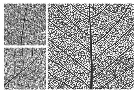 Leaf Texture Pattern Background With Veins Cells 23486338 Vector Art