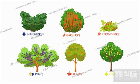 Different Garden Berry Shrubs And Fruit Trees Sorts With Names
