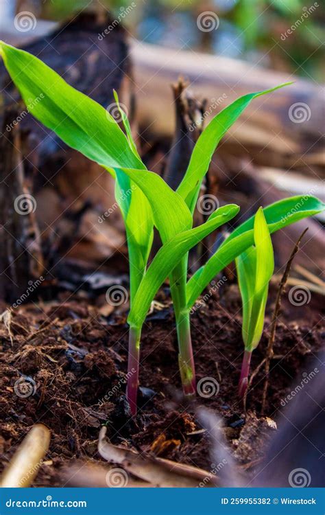 Maize Seedlings In The Field Stock Image 32971207