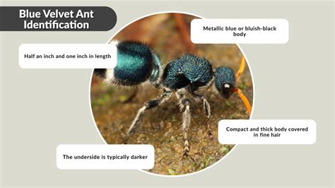 Blue Velvet Ant Identification Sting Habitat And Safety Guide