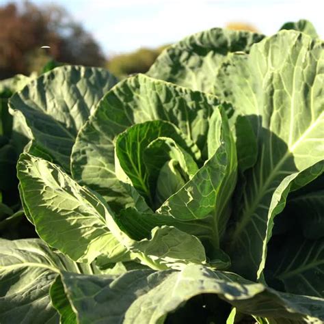 Meet Elsoms The Seed Specialists At Fruit Logistica Elsoms Seeds Ltd