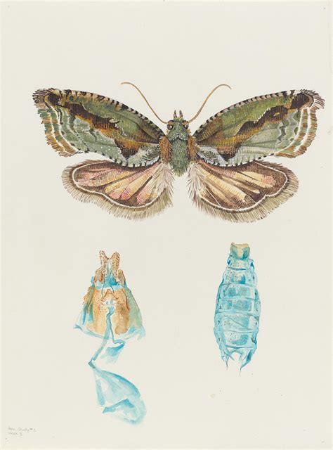 Web Blog Demediciexcsiro Anic Study518592022 Qagoma Blog