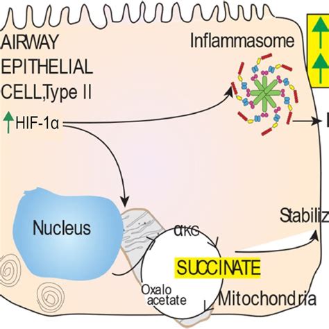alveolar epithelial cell type ii regulation of hif 1α promotes lung