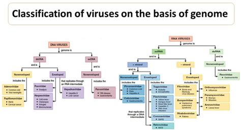 Virology Microbiology Notes