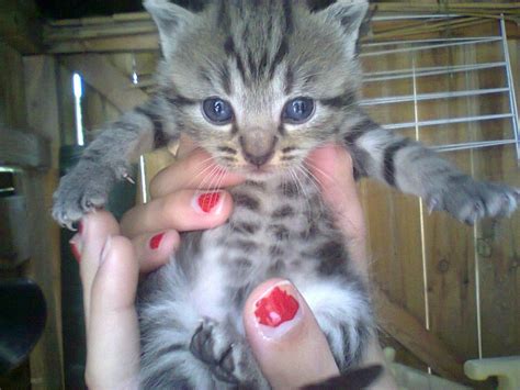 Chatons tigrés chaton chien à donner