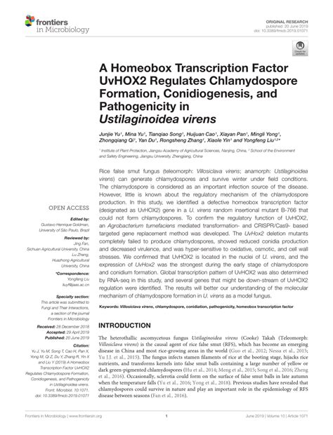 Pdf A Homeobox Transcription Factor Uvhox2 Regulates Chlamydospore