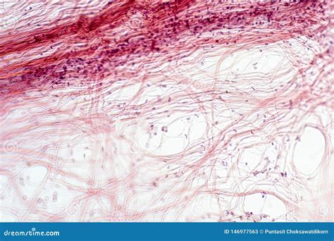 Tejido Conectivo Areolar Bajo Opini N Del Microscopio Stock De