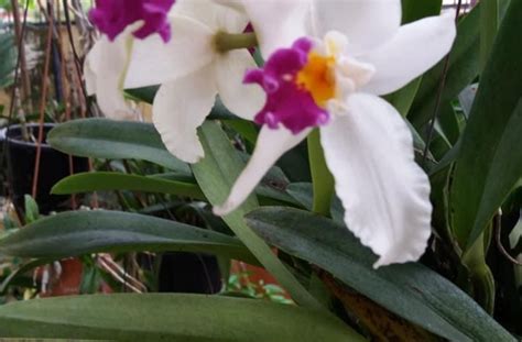 Is Blue Orchids Real A Beginners Guide