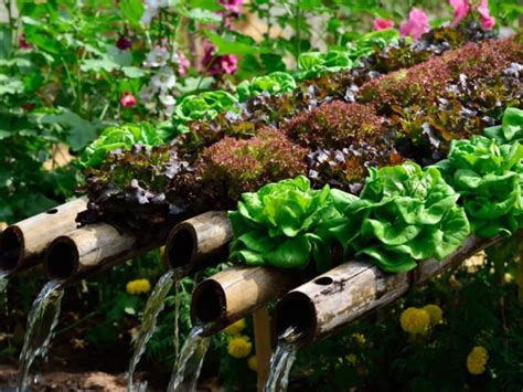 Soil Vs Hydroponics Which One To Consider Northern Nester