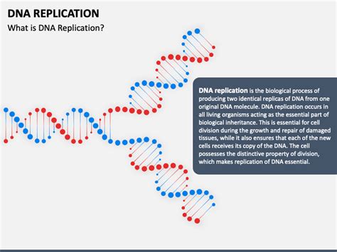 Free DNA Replication PowerPoint And Google Slides Template PPT Slides