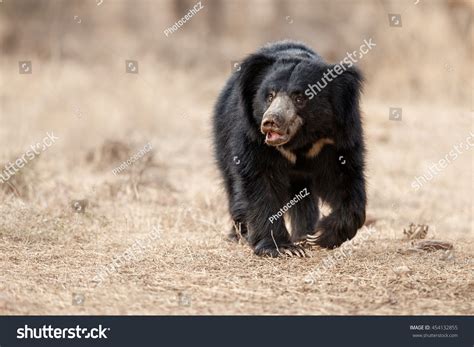 Dancing Sloth Bear