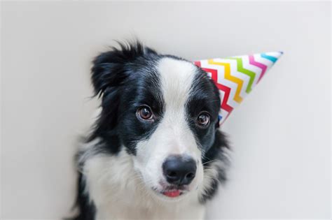 흰색 배경에 고립 된 카메라를보고 생일 바보 모자를 입고 귀여운 밀링 강아지 국경 콜리의 재미있는 초상화 생일 파티 개념입니다