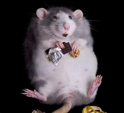 Create Meme Mouse Rat Dumbo Fat Mouse Pictures Meme