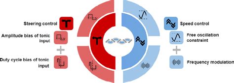 Figure 1 From Reinforcement Learning Of A Cpg Regulated Locomotion