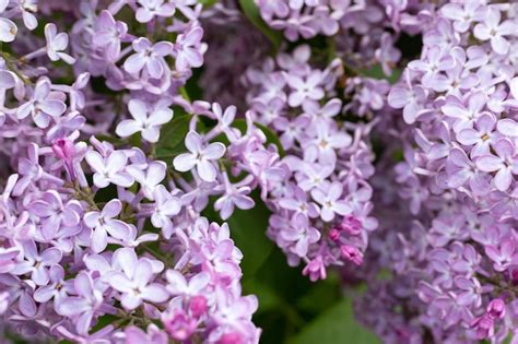Premium Photo Branches Of Purple Lilac Closeup