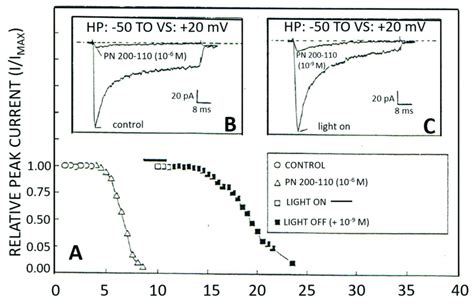 Using Whole Cell Patch Clamp Technique Blockade Of The L Type Ca 2